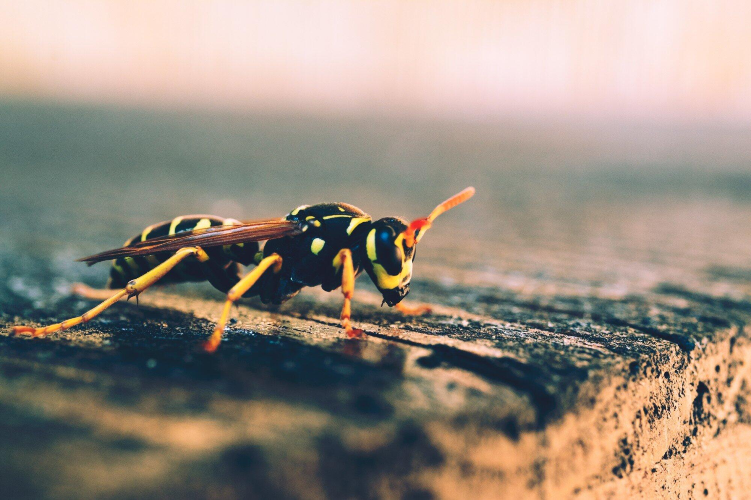 Expert Tips for Preventing a Ground Wasp Nest on Your Property