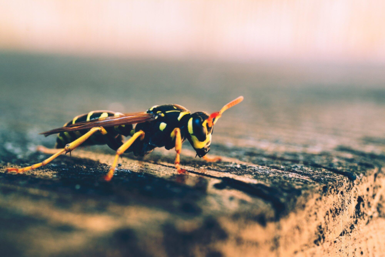 Expert Tips for Preventing a Ground Wasp Nest on Your Property